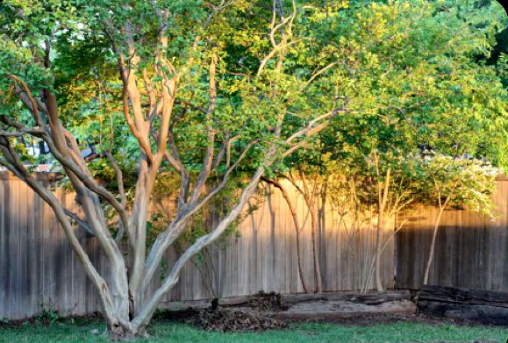 The Big Reveal: The Launch of NexOptic Technologies Flat Lens Telescope ...